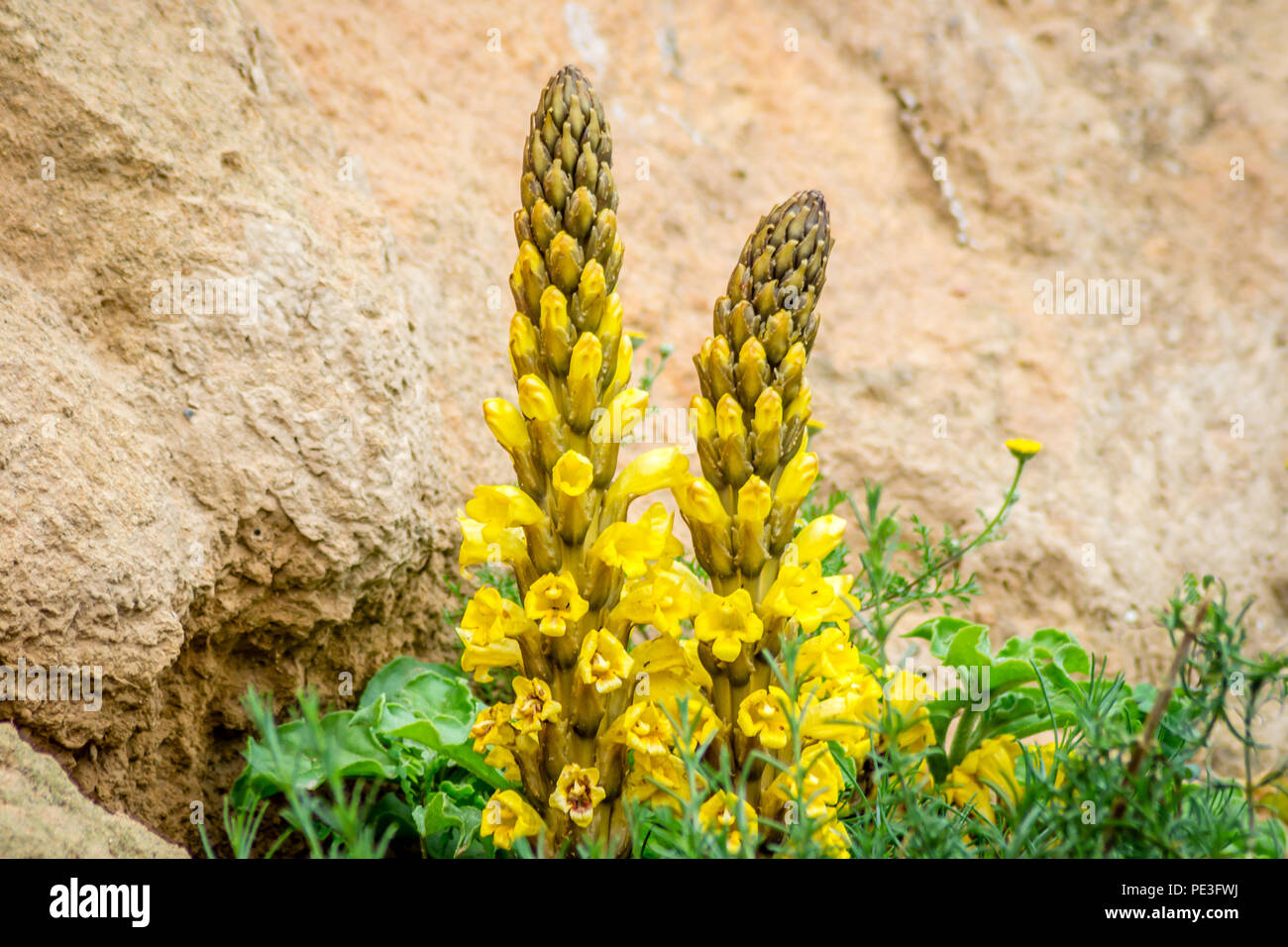 Yellow flower in the wild Stock Photo - Alamy