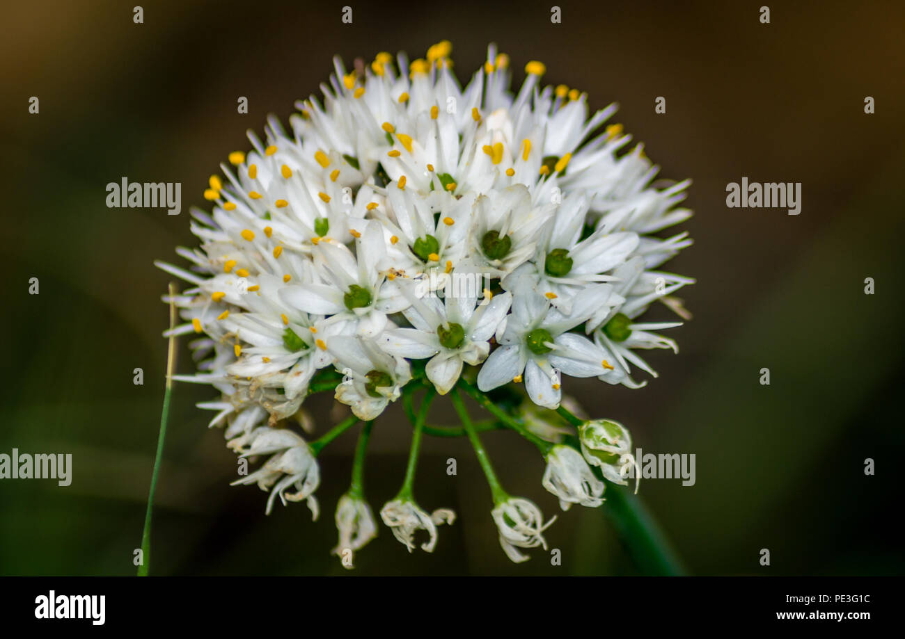 A lot of flowers Stock Photo - Alamy