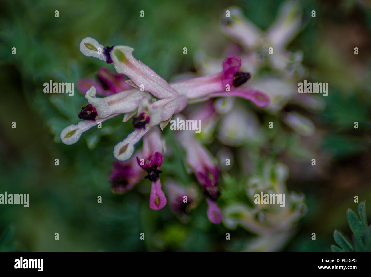 Colorfull flowers background hi-res stock photography and images - Alamy