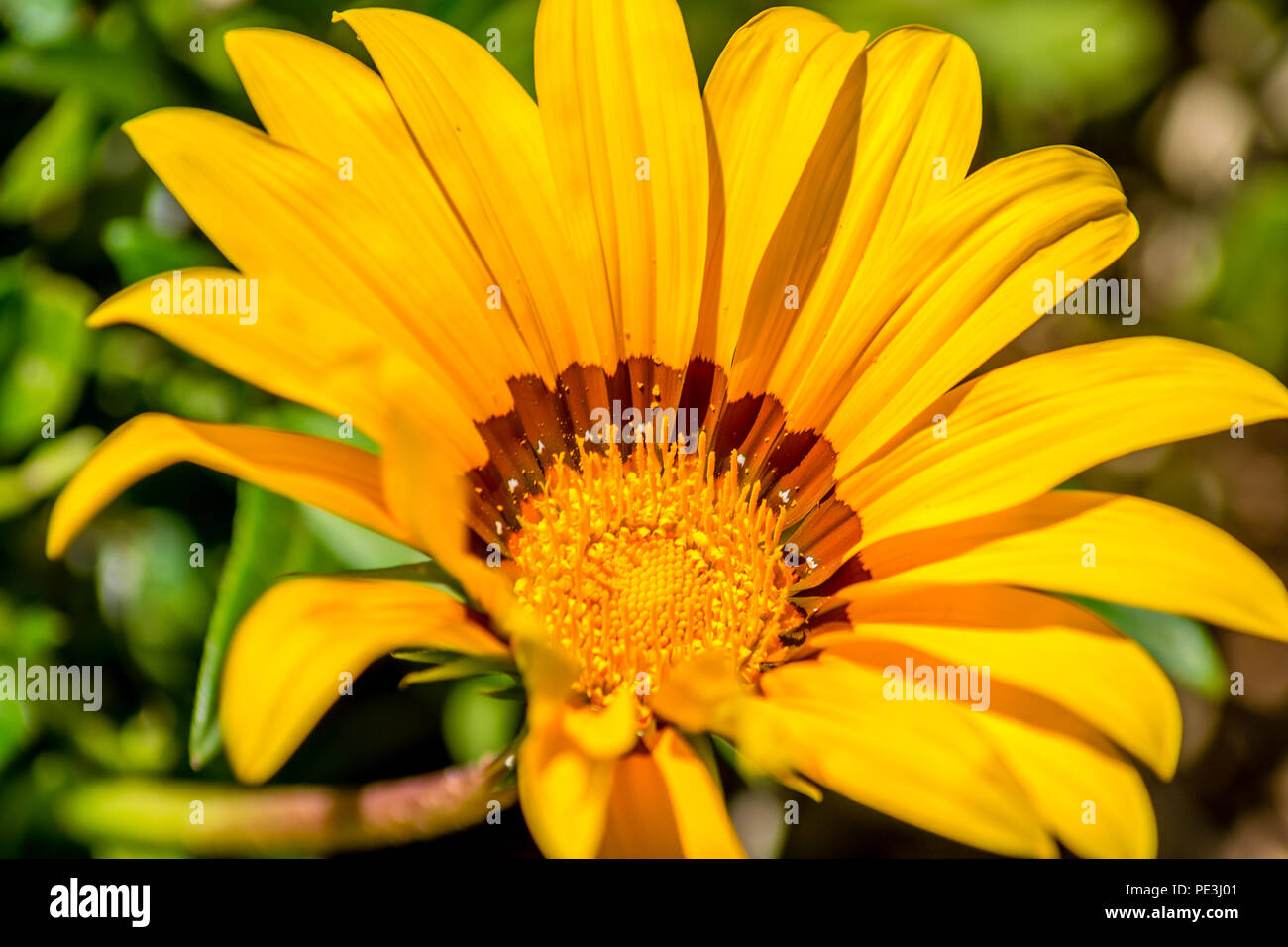 Calm yellow leaf hi-res stock photography and images - Alamy