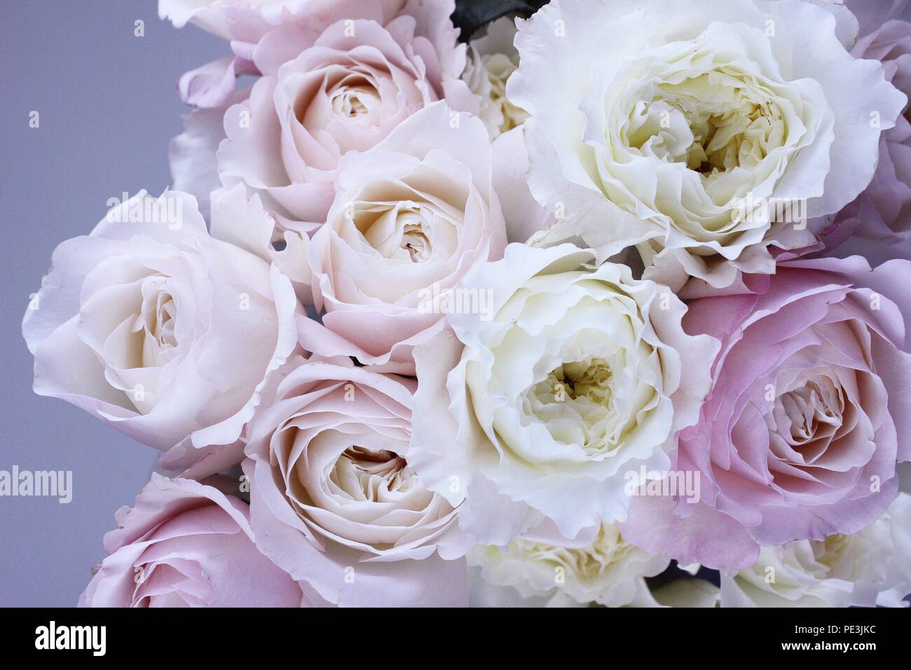 In botany, a tree is a perennial plant with an elongated stem, or trunk ...