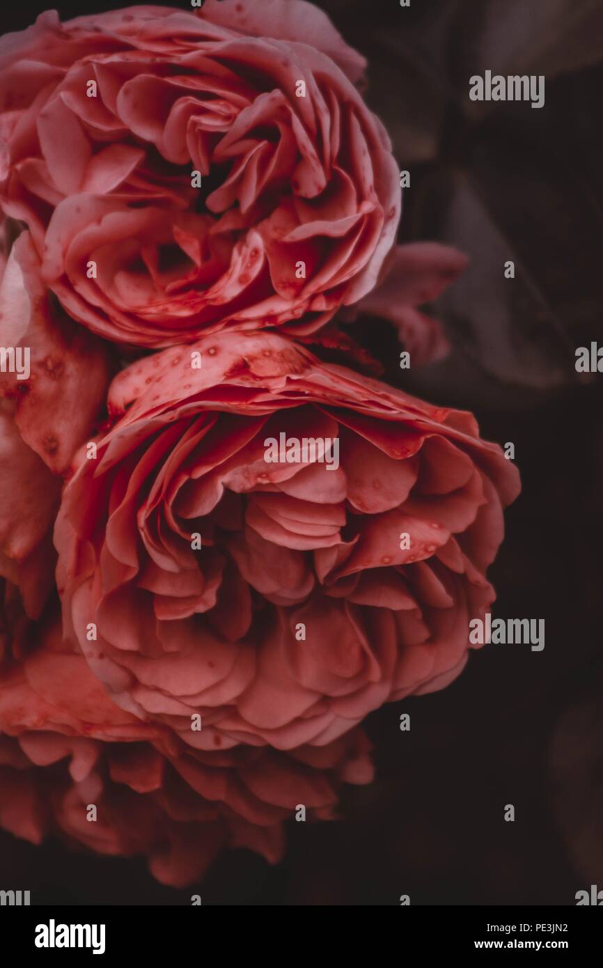 A rose is a woody perennial flowering plant of the genus Rosa, in the ...