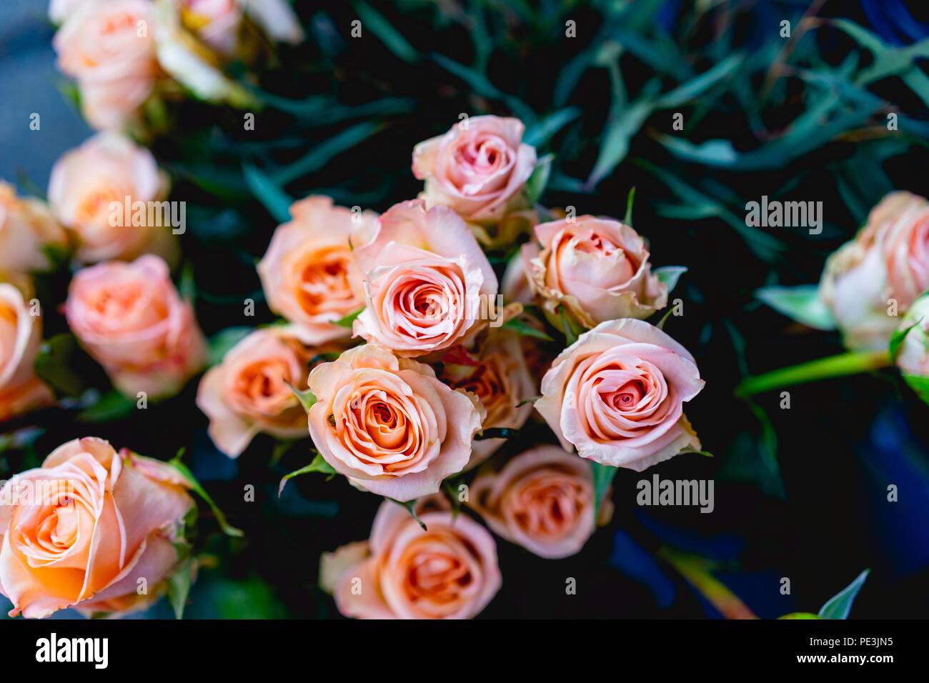 In botany, a tree is a perennial plant with an elongated stem, or trunk ...