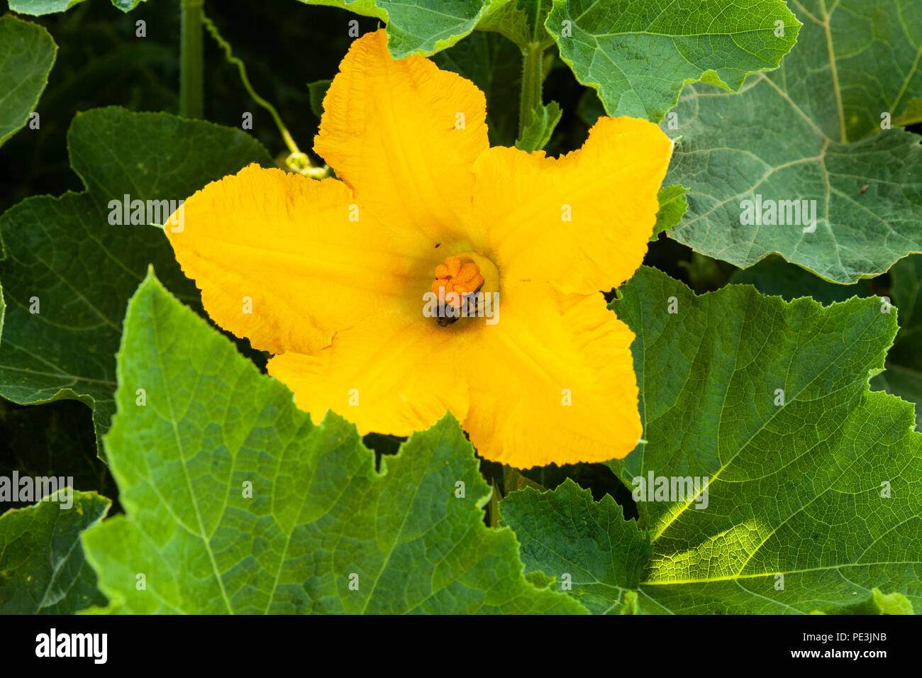Male flower of squash hi-res stock photography and images - Alamy