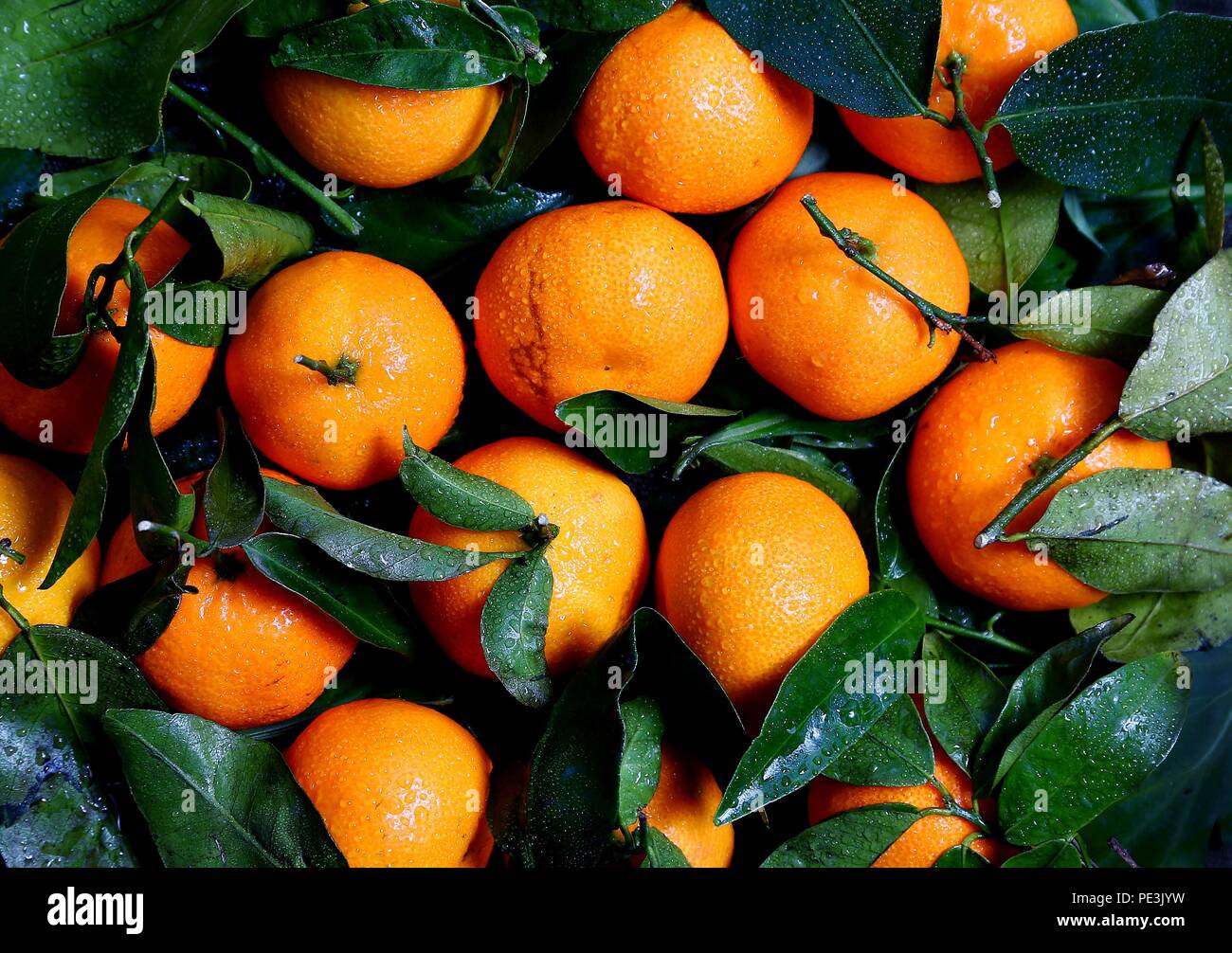 In botany, a tree is a perennial plant with an elongated stem, or trunk ...
