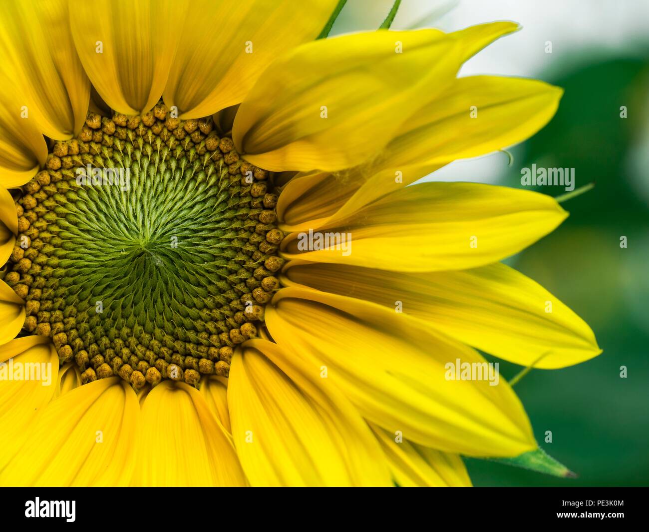 In botany, a tree is a perennial plant with an elongated stem, or trunk ...