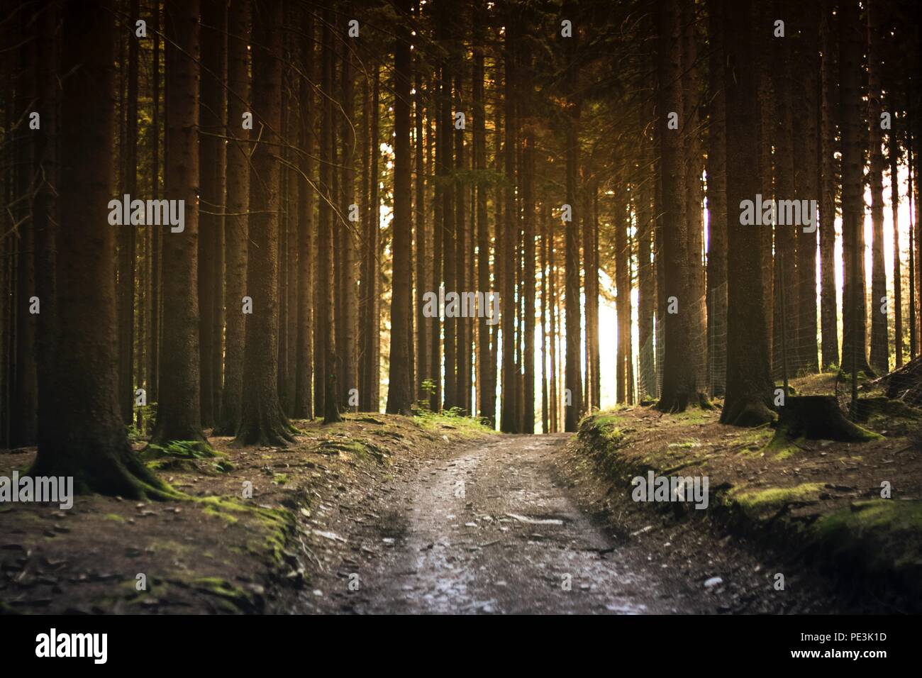 In botany, a tree is a perennial plant with an elongated stem, or trunk ...