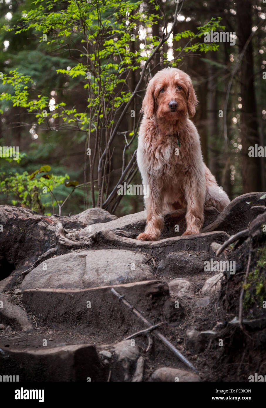 Happy dog, Labradoodle, going for a forest walk Stock Photo - Alamy