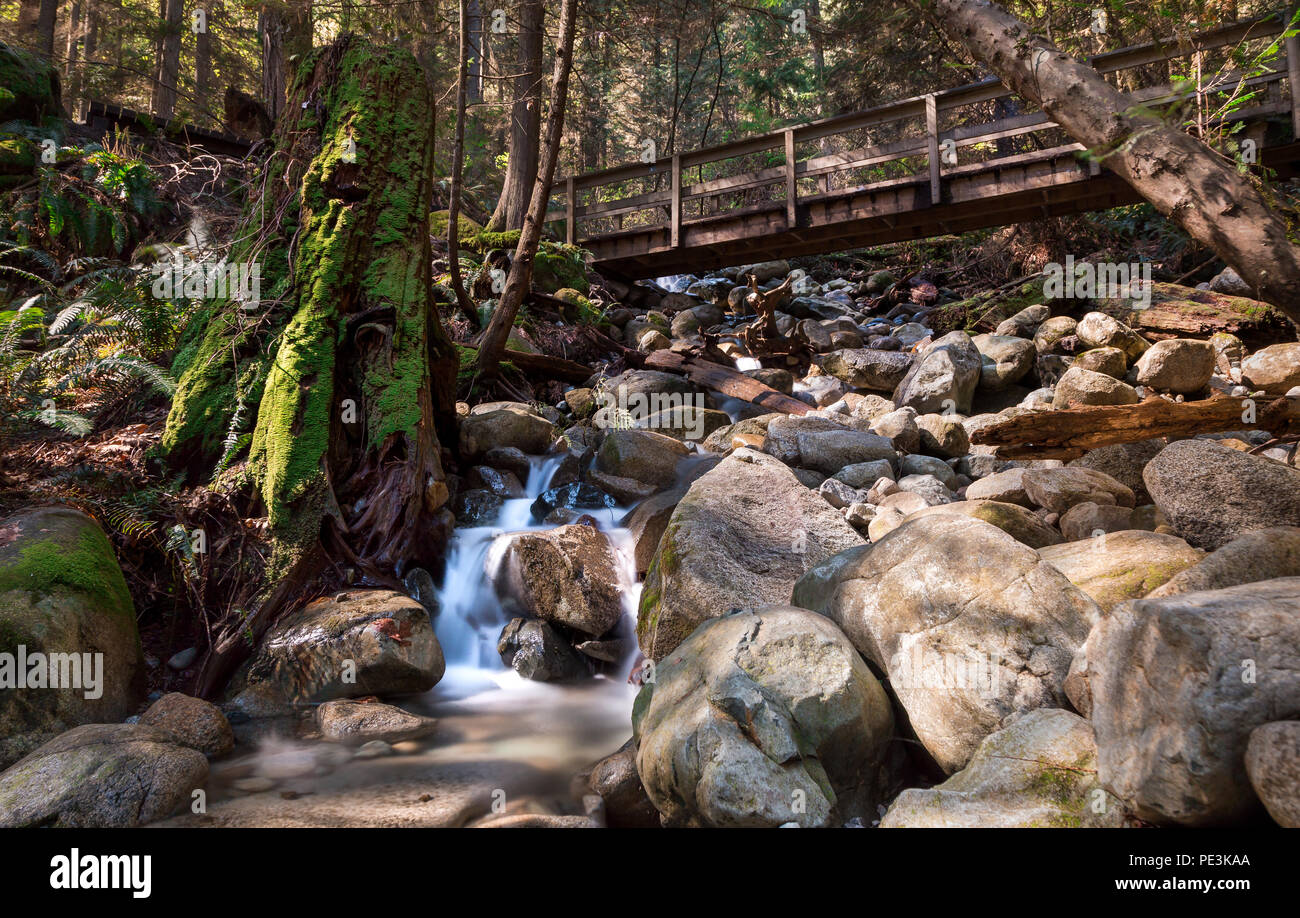 Evergreen tree british columbia hi-res stock photography and images - Alamy