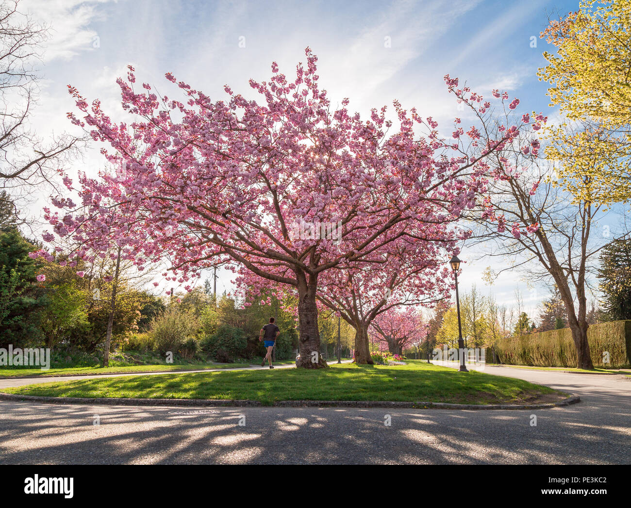 Cherry blossom sunshine japan hi-res stock photography and images - Alamy