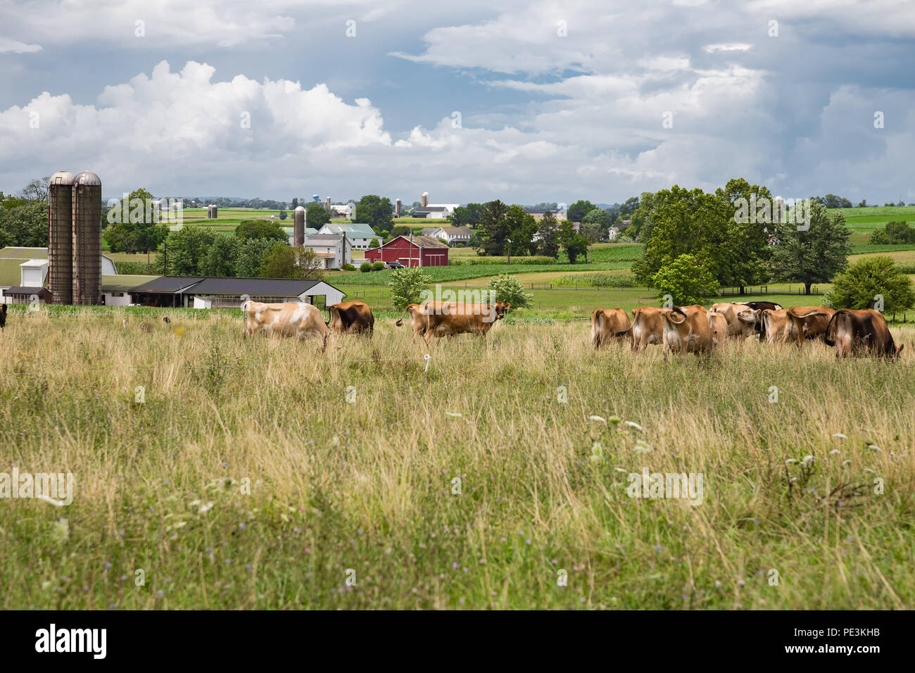 Happy Cows High Resolution Stock Photography and Images - Alamy