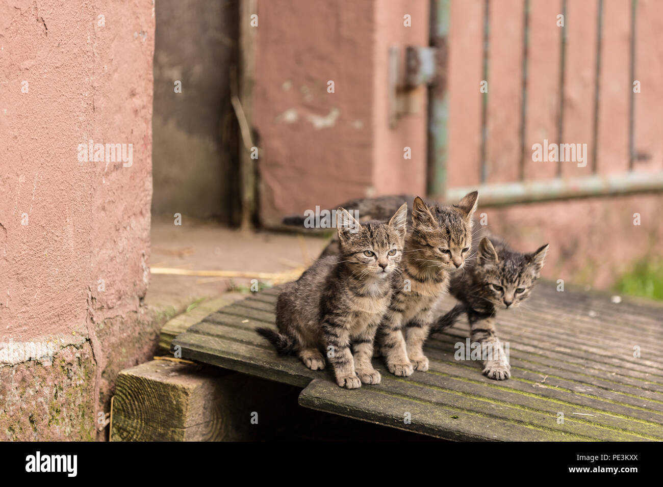 Kittens playing outside in grass hi-res stock photography and images ...