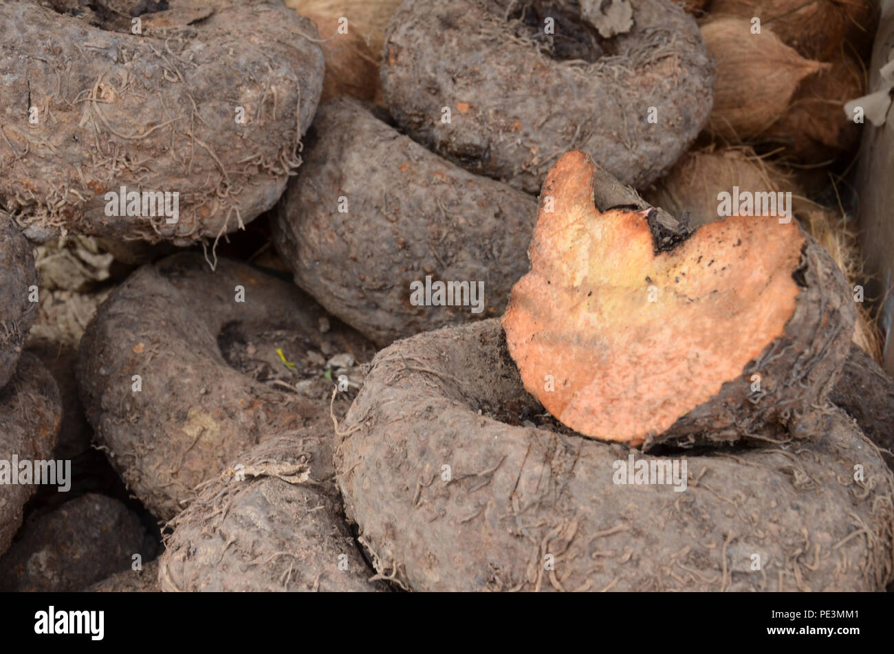 Elephant foot yam hi-res stock photography and images - Alamy