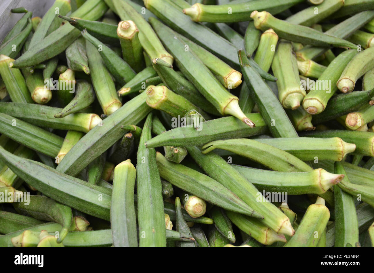Raw green Okra on display at Vegetable and Fruit Stall of Local Market ...