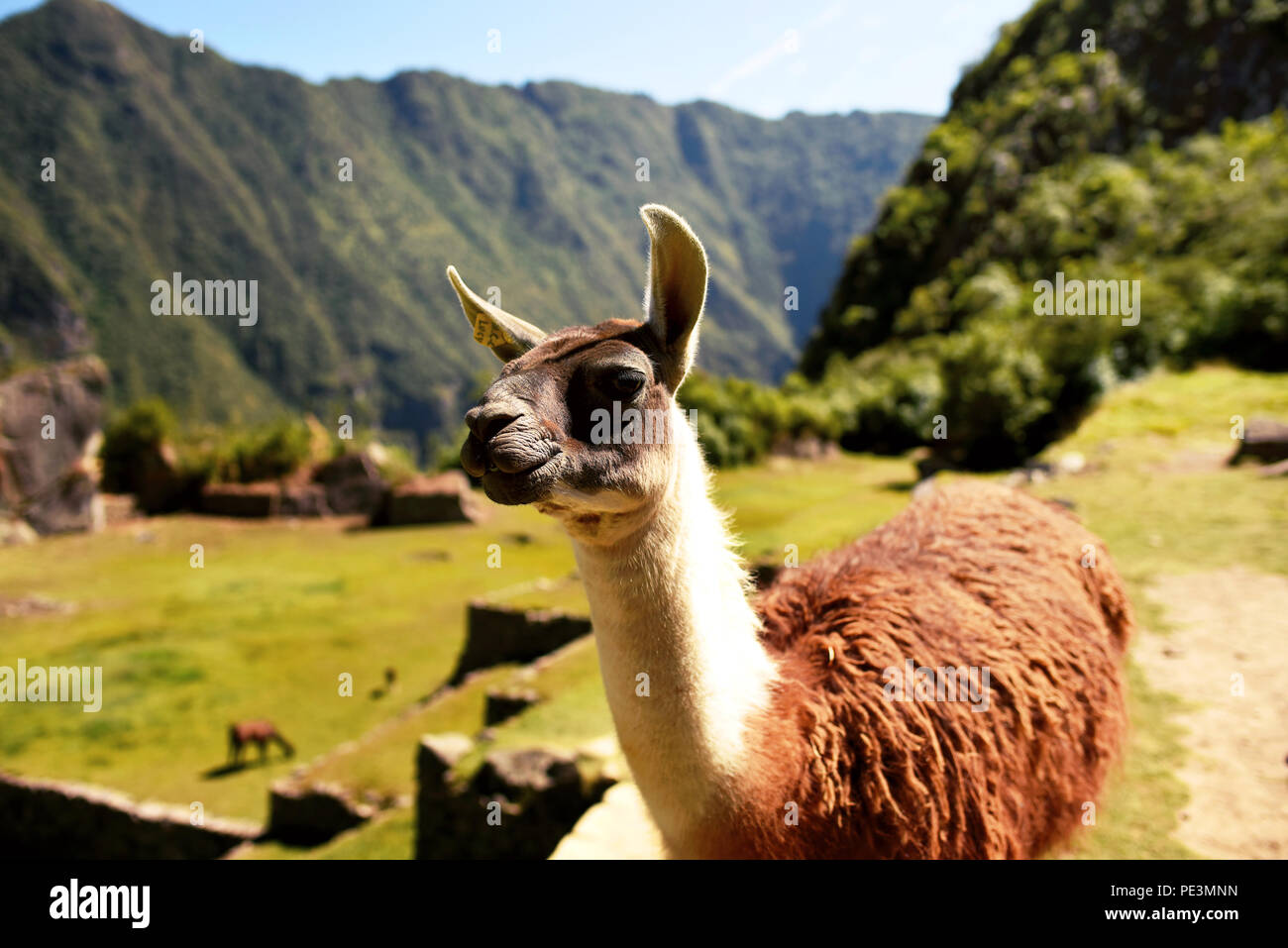 Andes llama pack hi-res stock photography and images - Alamy