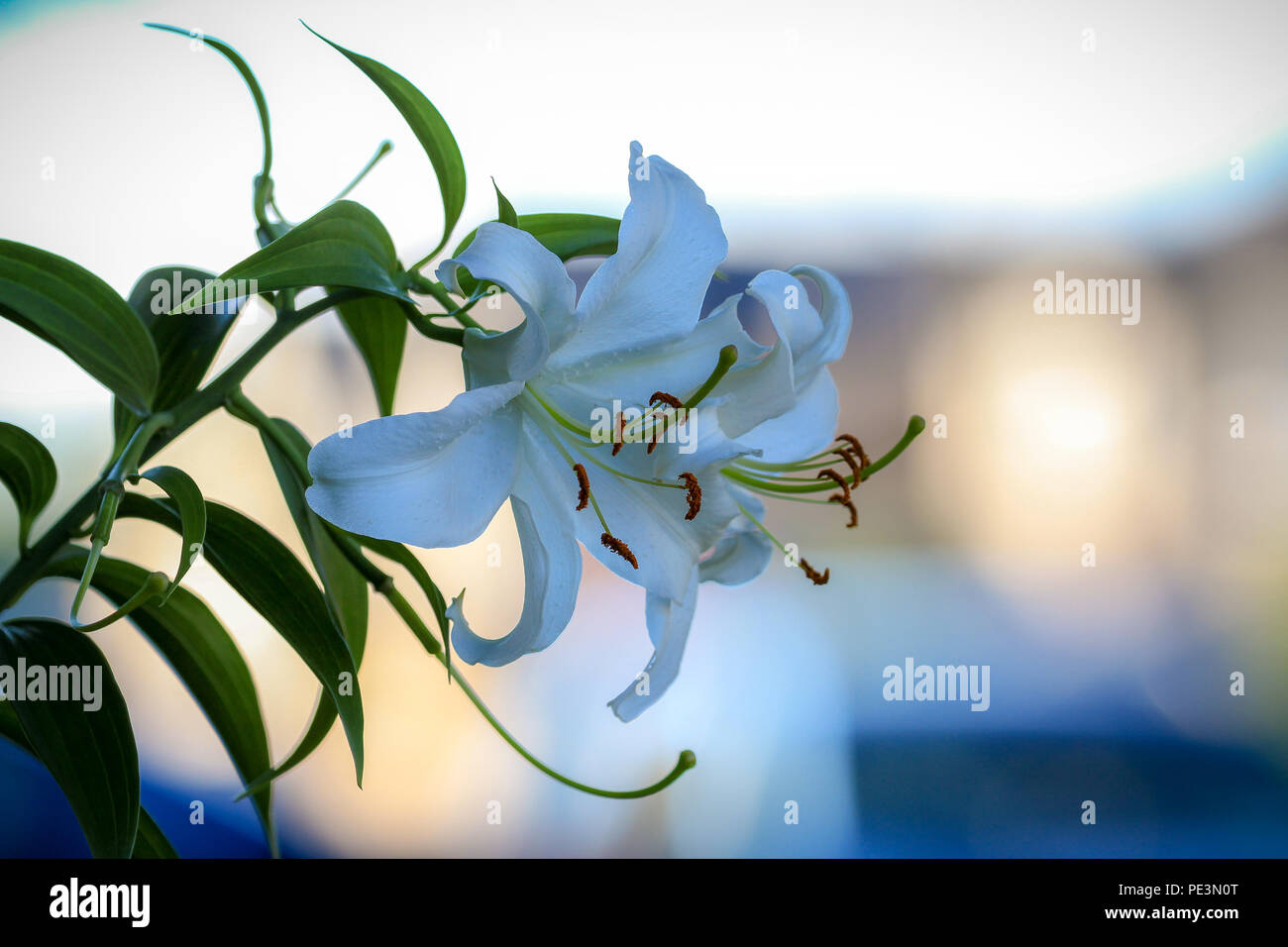 Kanata canada hi-res stock photography and images - Alamy