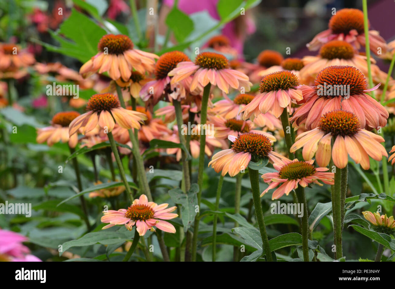 Daily flower in Flower Dome, Garden in the bay ,Singapore Stock Photo ...