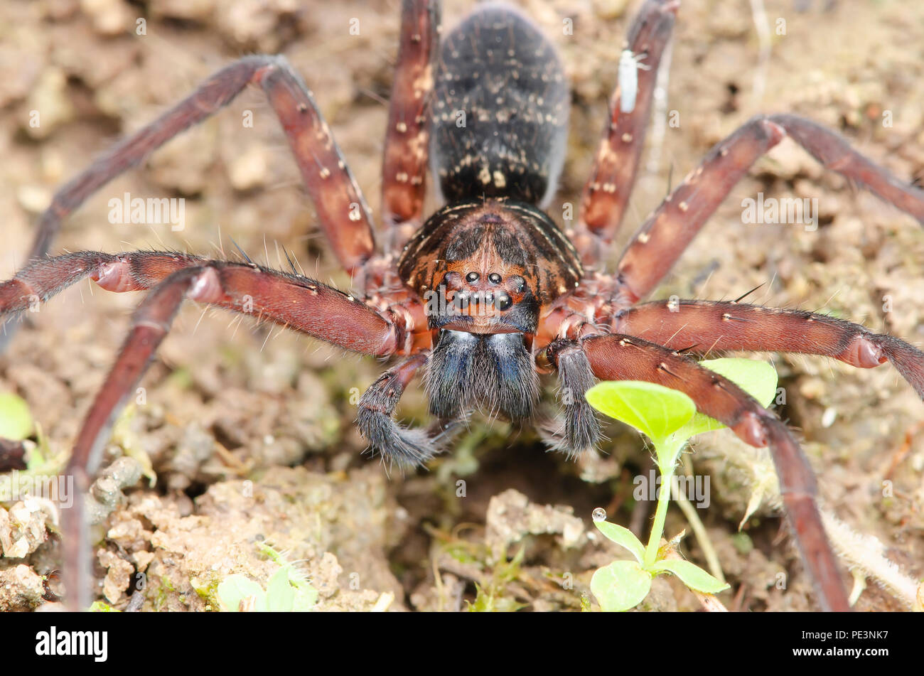 Huntsman spiders heteropoda hi-res stock photography and images - Alamy