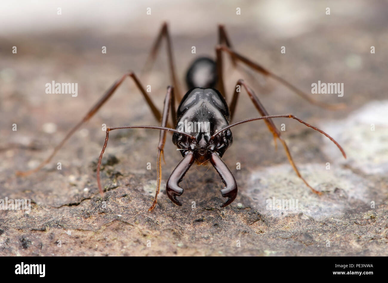 trap jaw ant. Odontomachus.sp Stock Photo - Alamy
