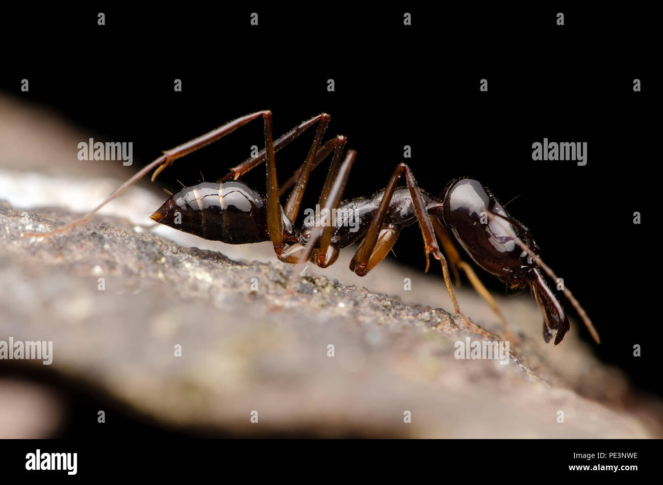 trap jaw ant. Odontomachus.sp Stock Photo - Alamy