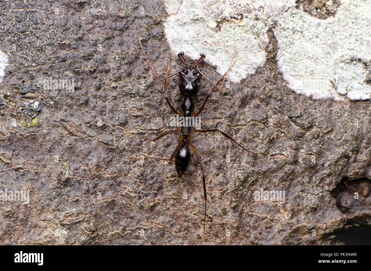 trap jaw ant. Odontomachus.sp Stock Photo - Alamy