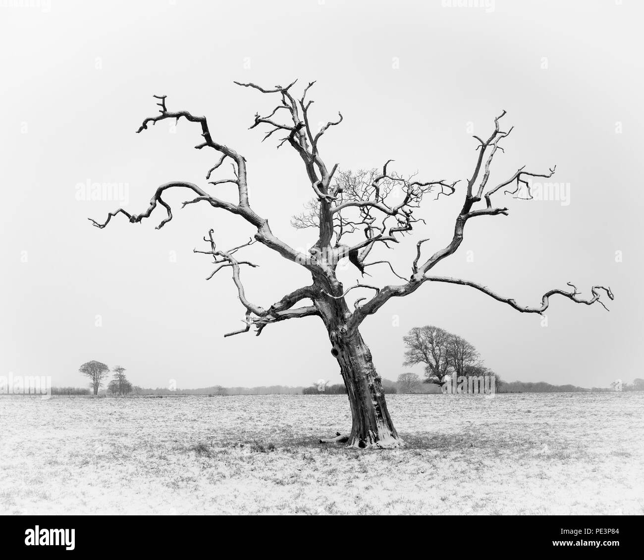 Lone twisted tree hi-res stock photography and images - Alamy