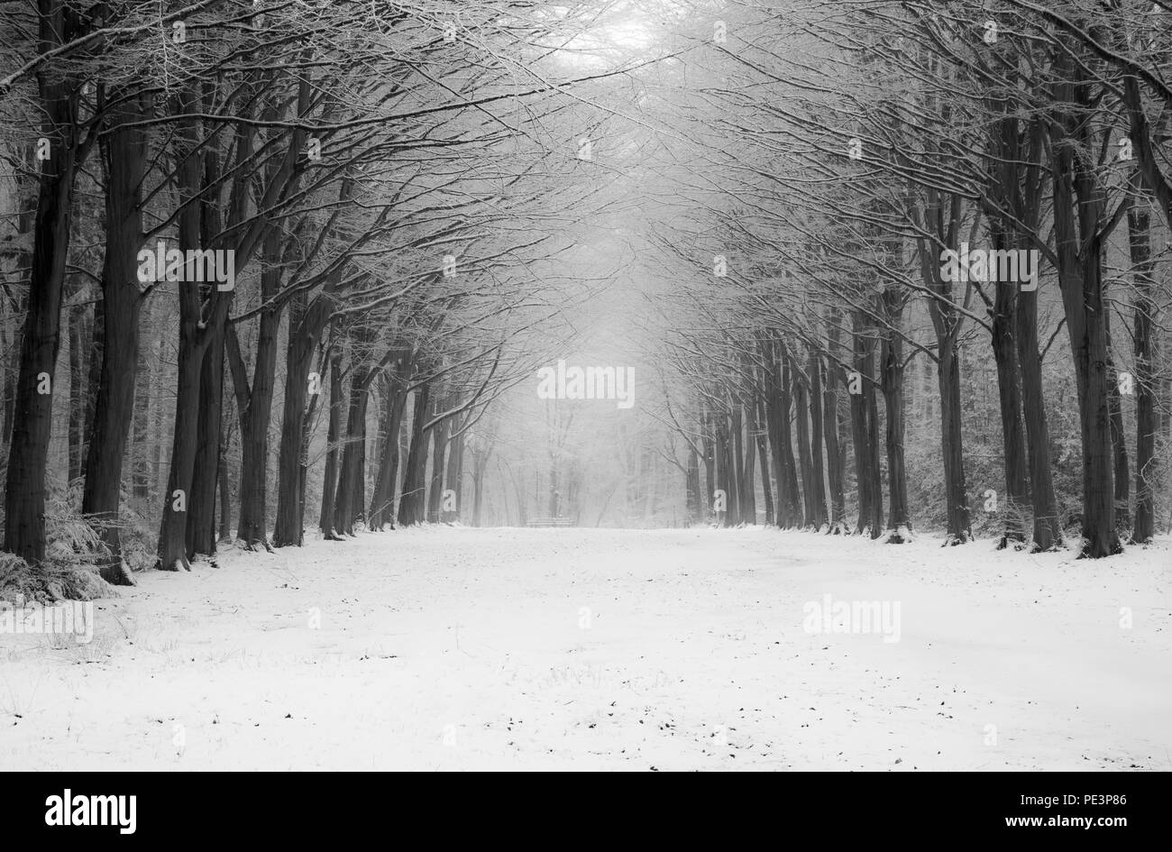 Tunnel of trees in the snow at Felbrigg Stock Photo - Alamy