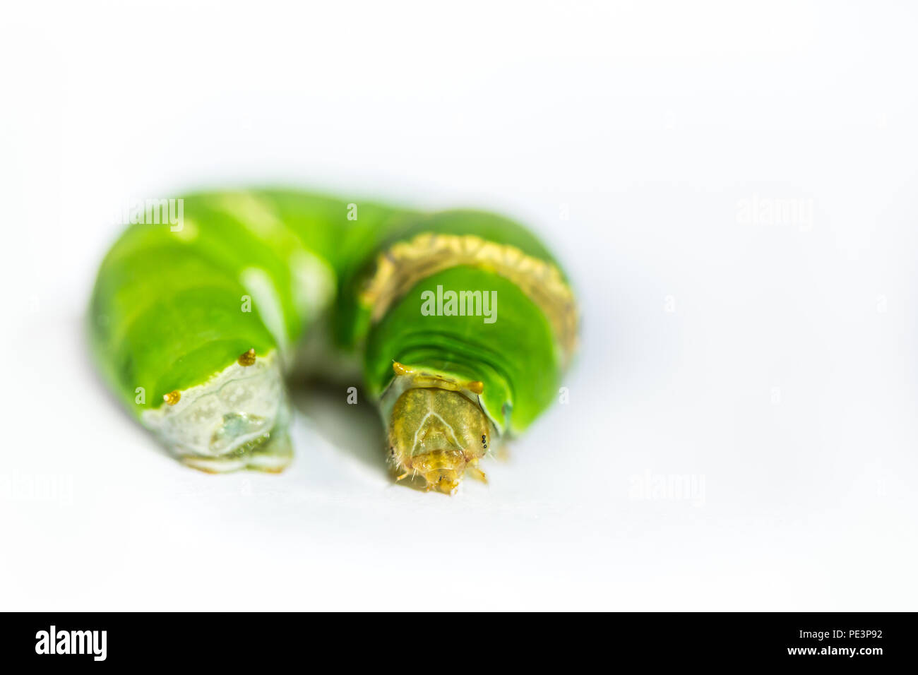 Caterpillar worm green on white background close up Stock Photo - Alamy