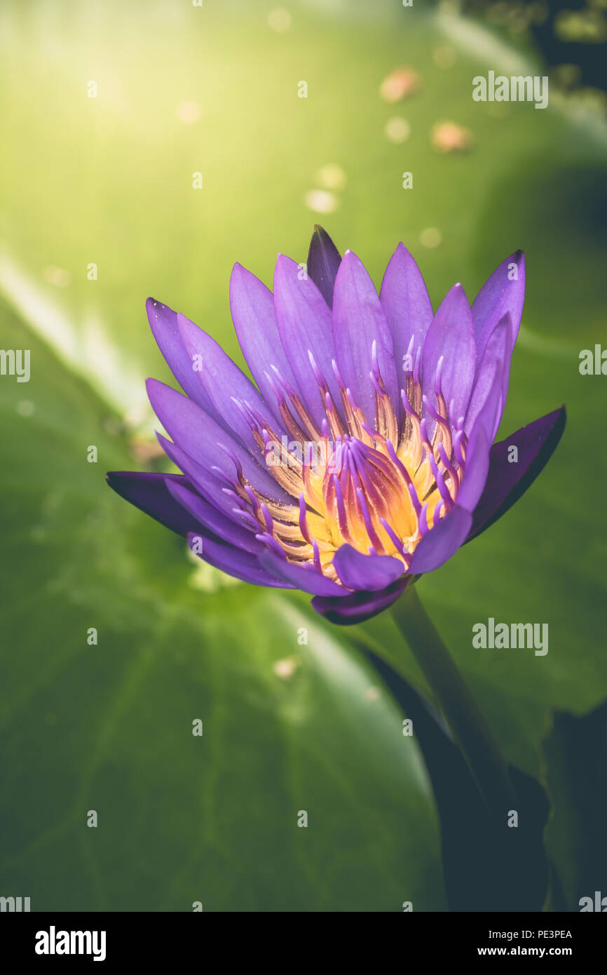 The appearance of a purple lotus flower is a beautiful symbol of ...