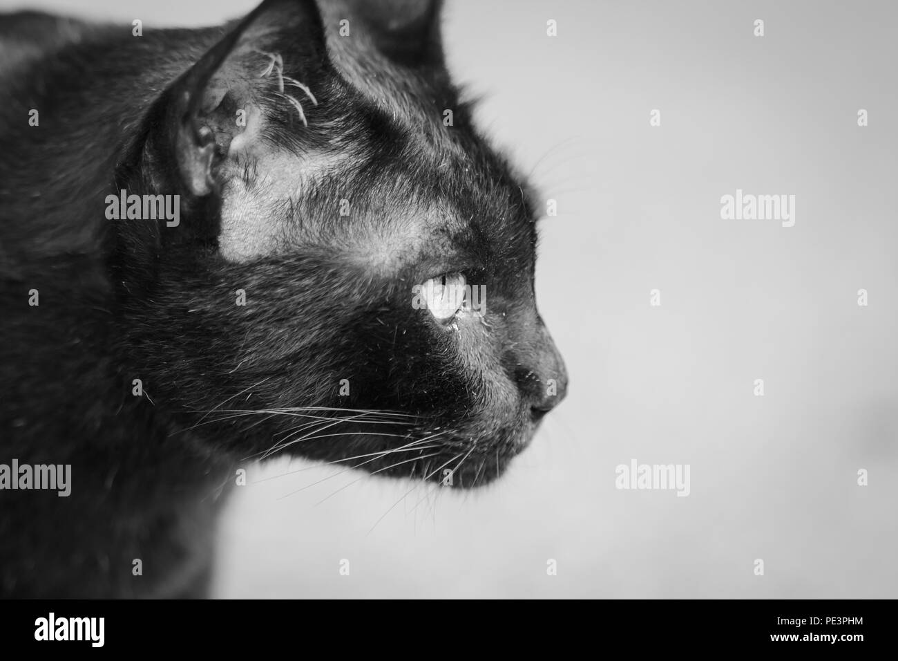 Red and black eyes Black and White Stock Photos & Images - Alamy