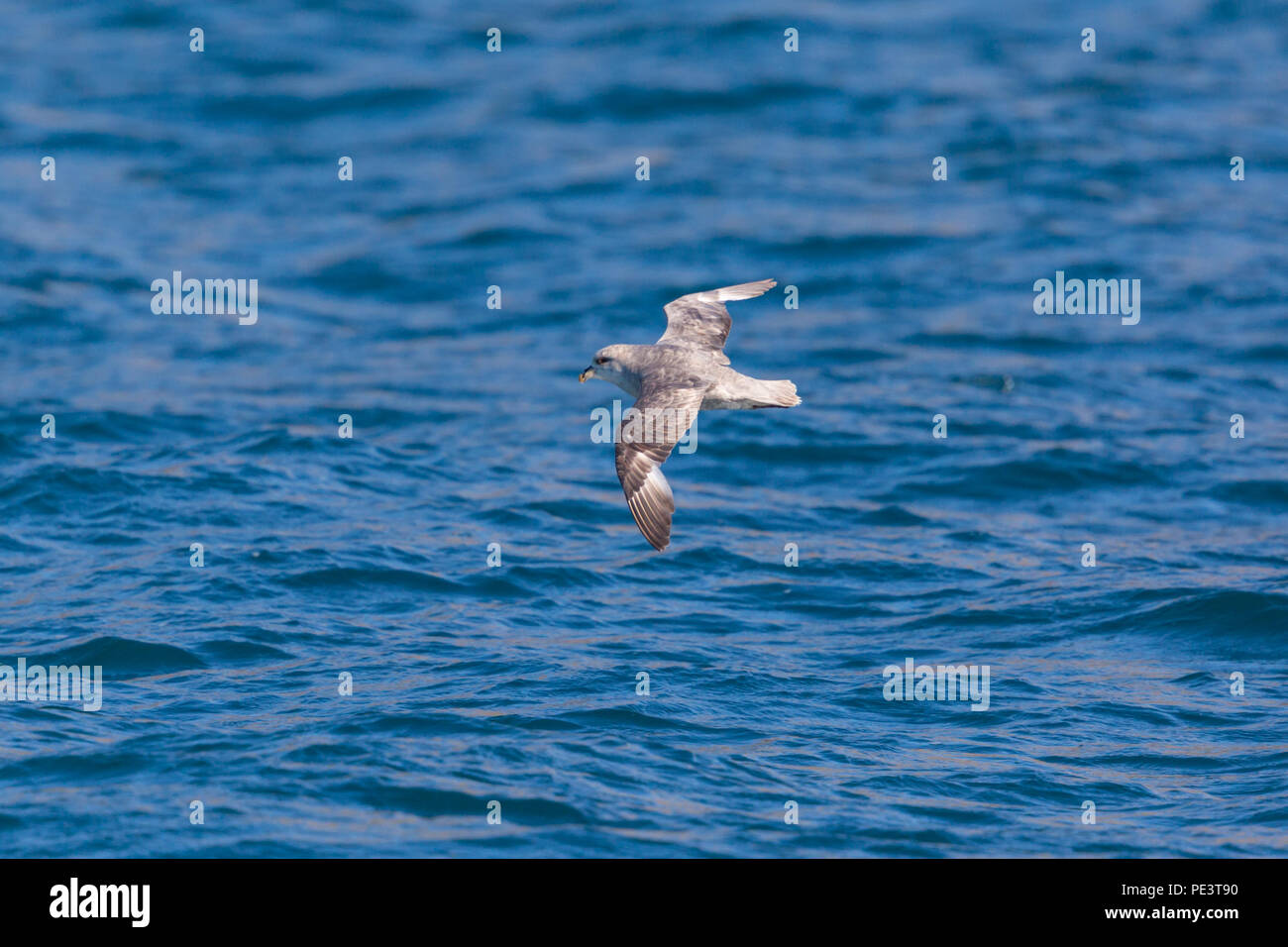 natural northern arctic fulmar (fulmarus glacialis) flying over blue ...