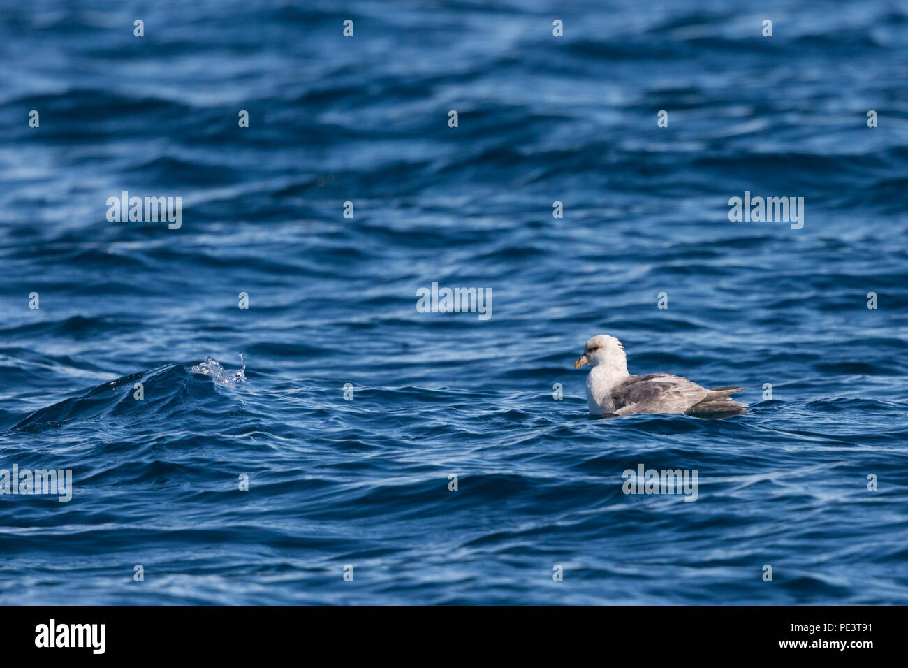 natural northern arctic fulmar (fulmarus glacialis) swimming in blue ...