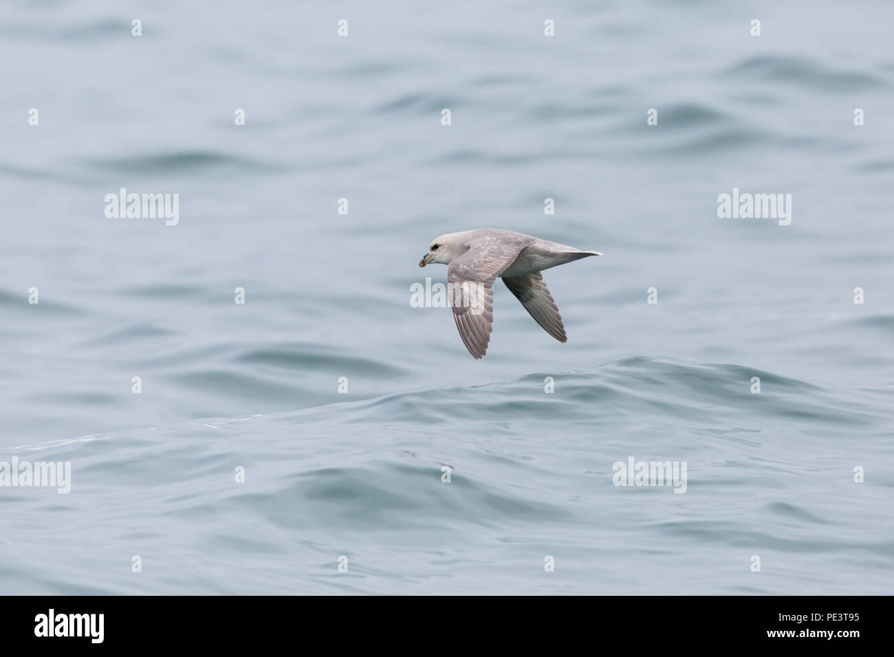 natural northern arctic fulmar (fulmarus glacialis) flying over sea ...