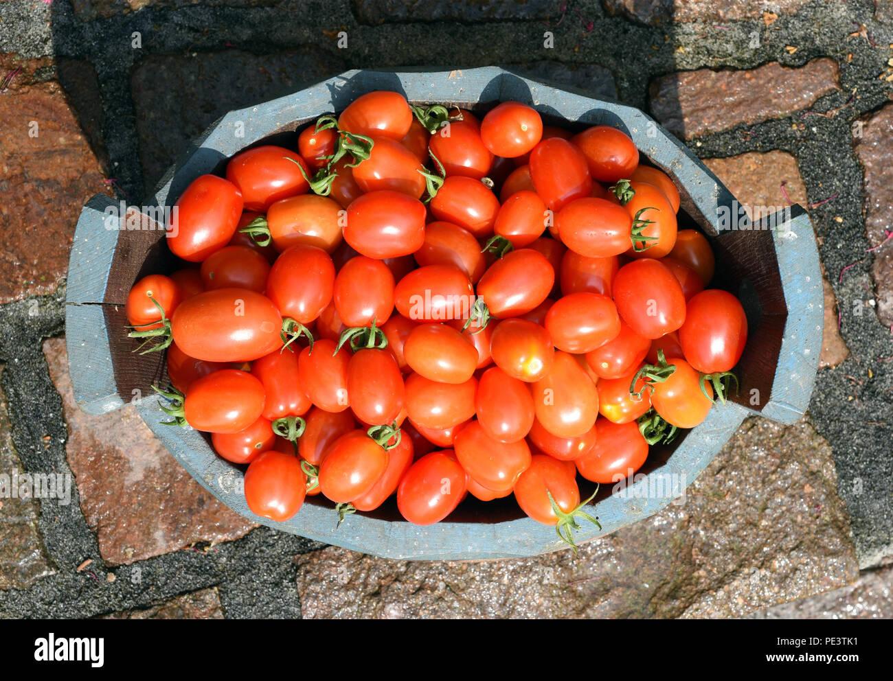 Pflaumen-Buschtomate, Romello, F1, Tomate, Lycopersicon, esculentum ...
