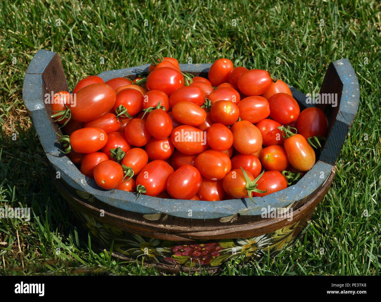 Pflaumen-Buschtomate, Romello, F1, Tomate, Lycopersicon, esculentum ...