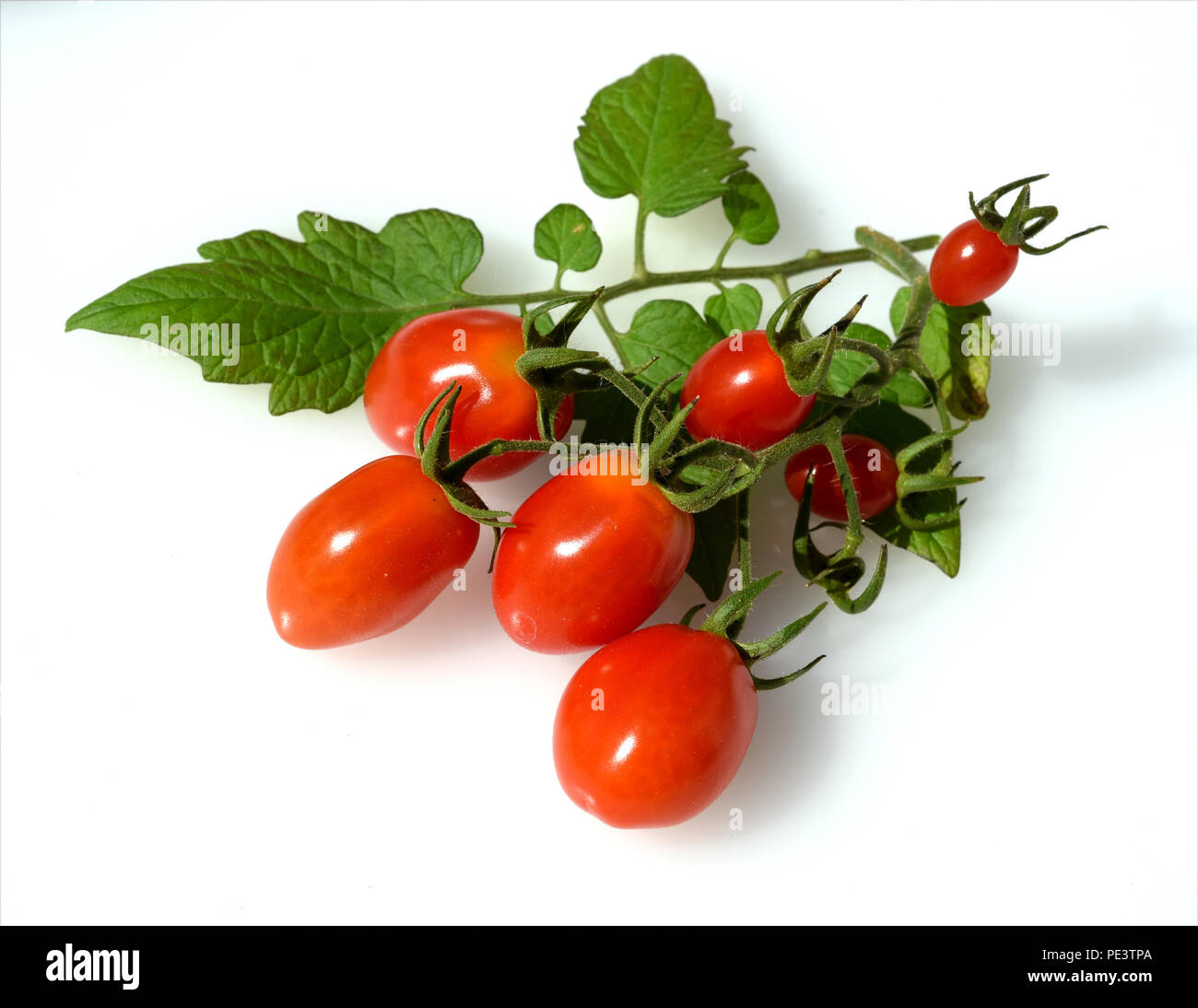 Pflaumen-Buschtomate, Romello, F1, Tomate, Lycopersicon, esculentum ...