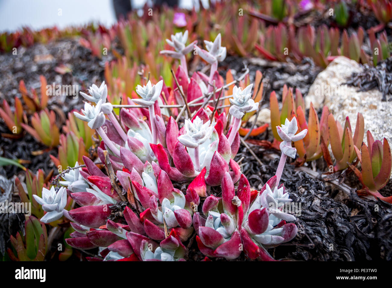 Ice plant ground cover hi-res stock photography and images - Alamy