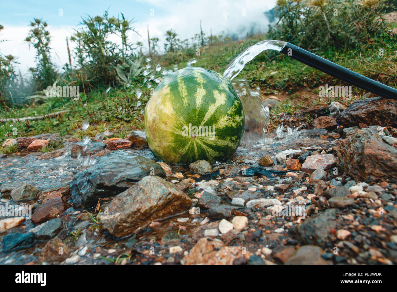 water jet cooling the ripe water melon on stream Stock Photo - Alamy
