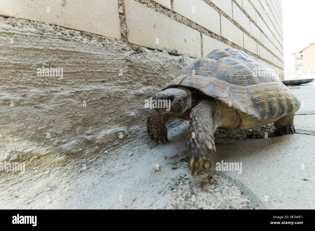 Beautiful view turtle on hi-res stock photography and images - Alamy