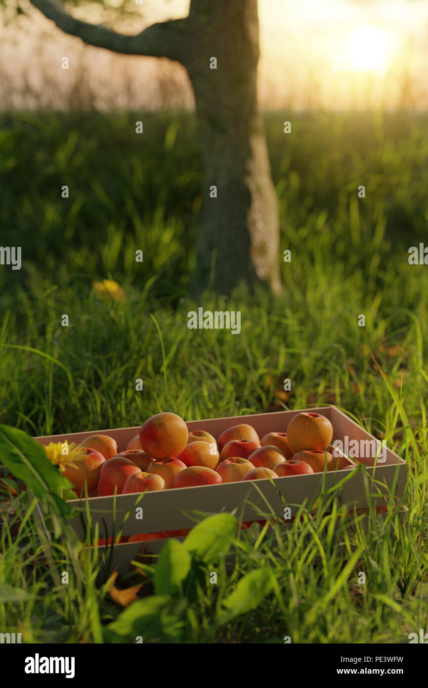 Overgrown apple tree hi-res stock photography and images - Alamy