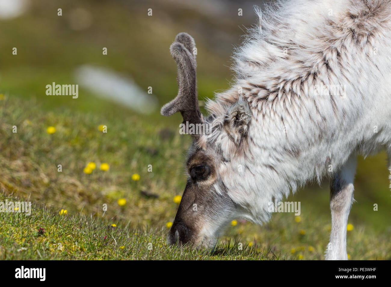side view portrait grazing Svalbard reindeer (rangifer tarandus ...