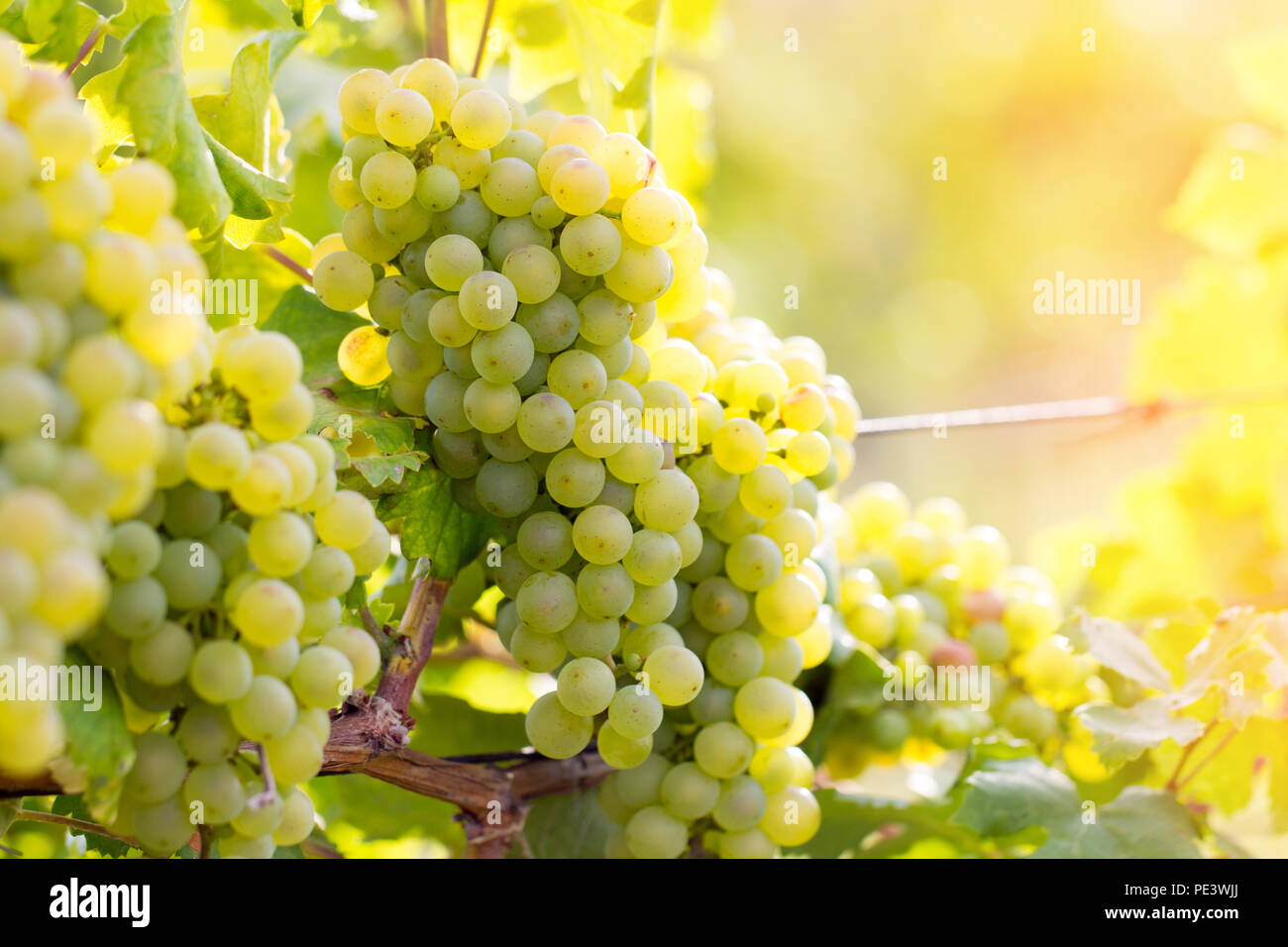 Bunch of grape hi-res stock photography and images - Alamy
