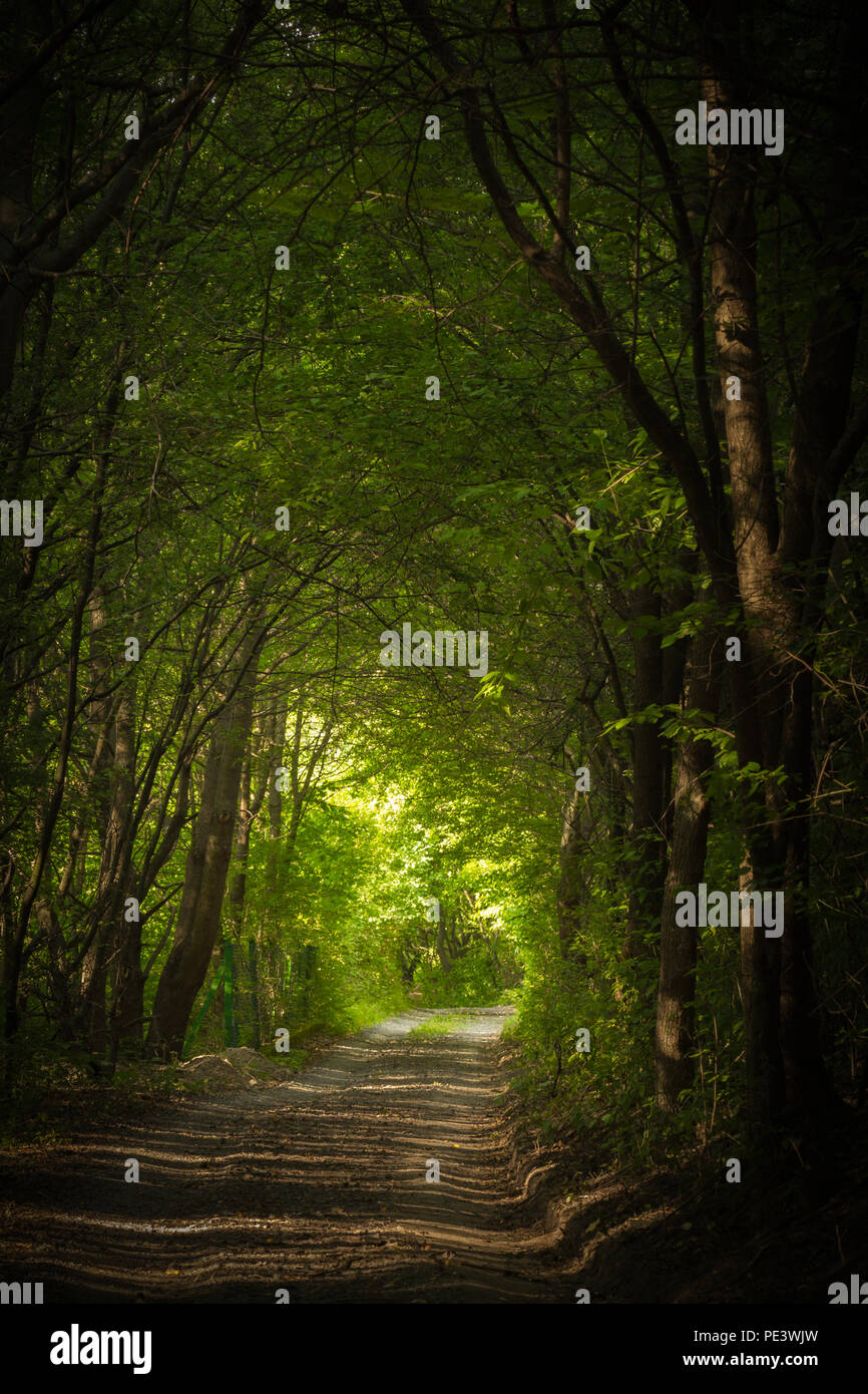 mysterious path in dark forest Stock Photo - Alamy