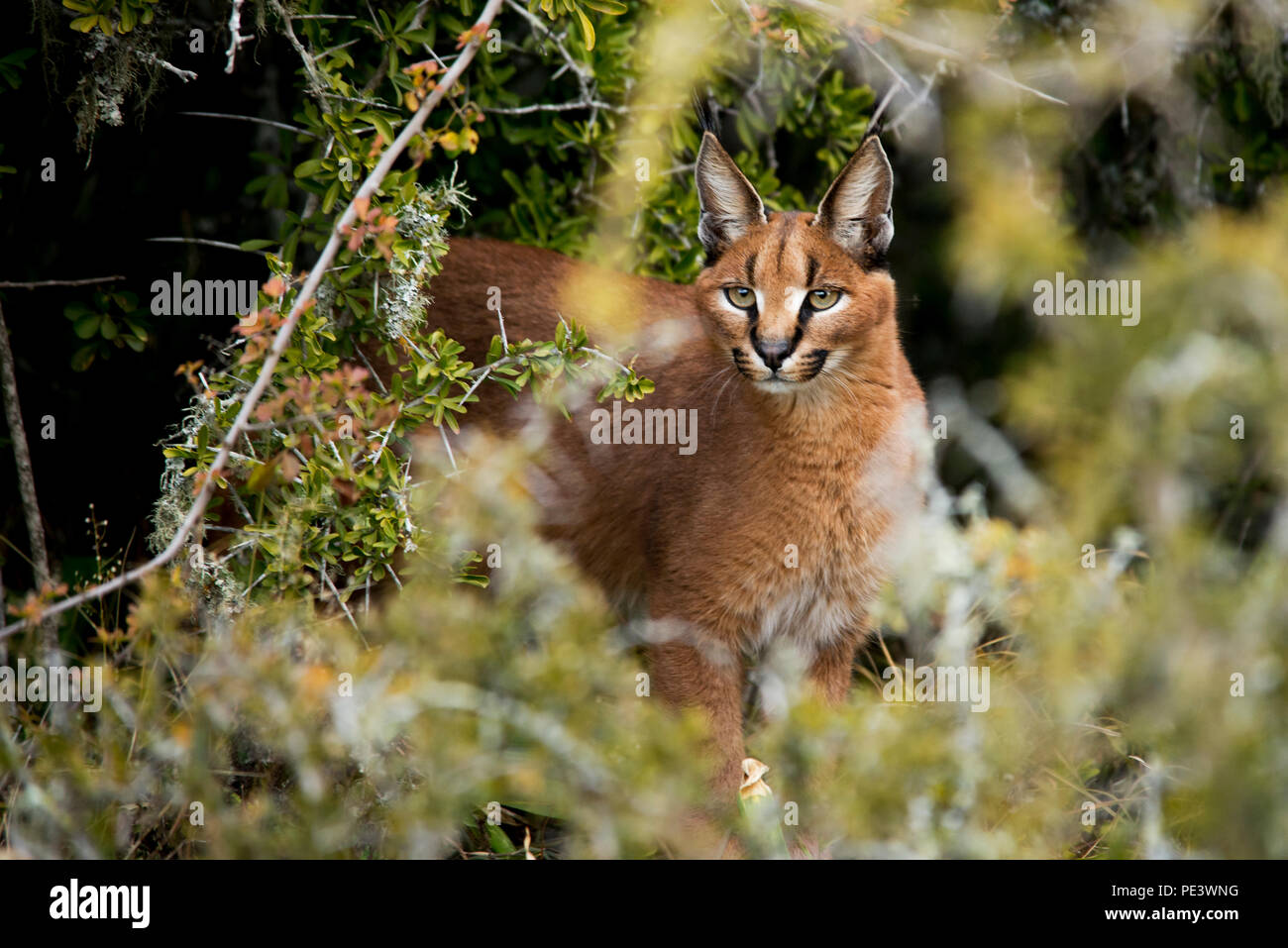 South African Wildlife Stock Photo - Alamy