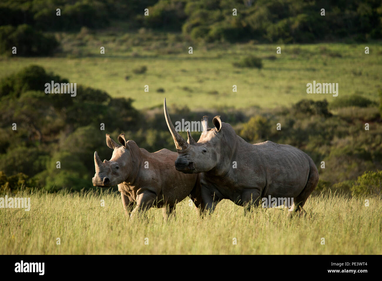 South African Wildlife Stock Photo - Alamy