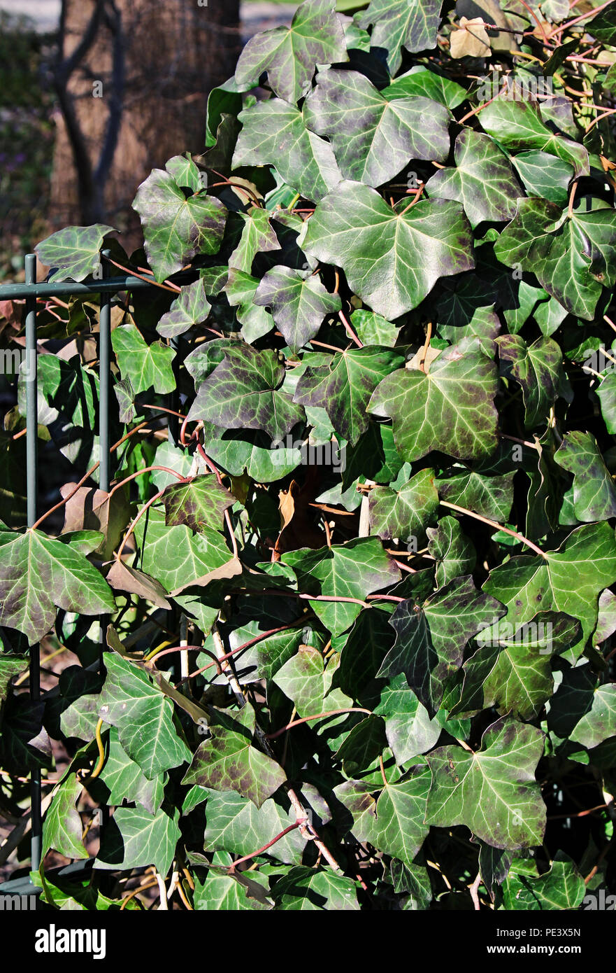 Ivy climbing the wall hi-res stock photography and images - Alamy
