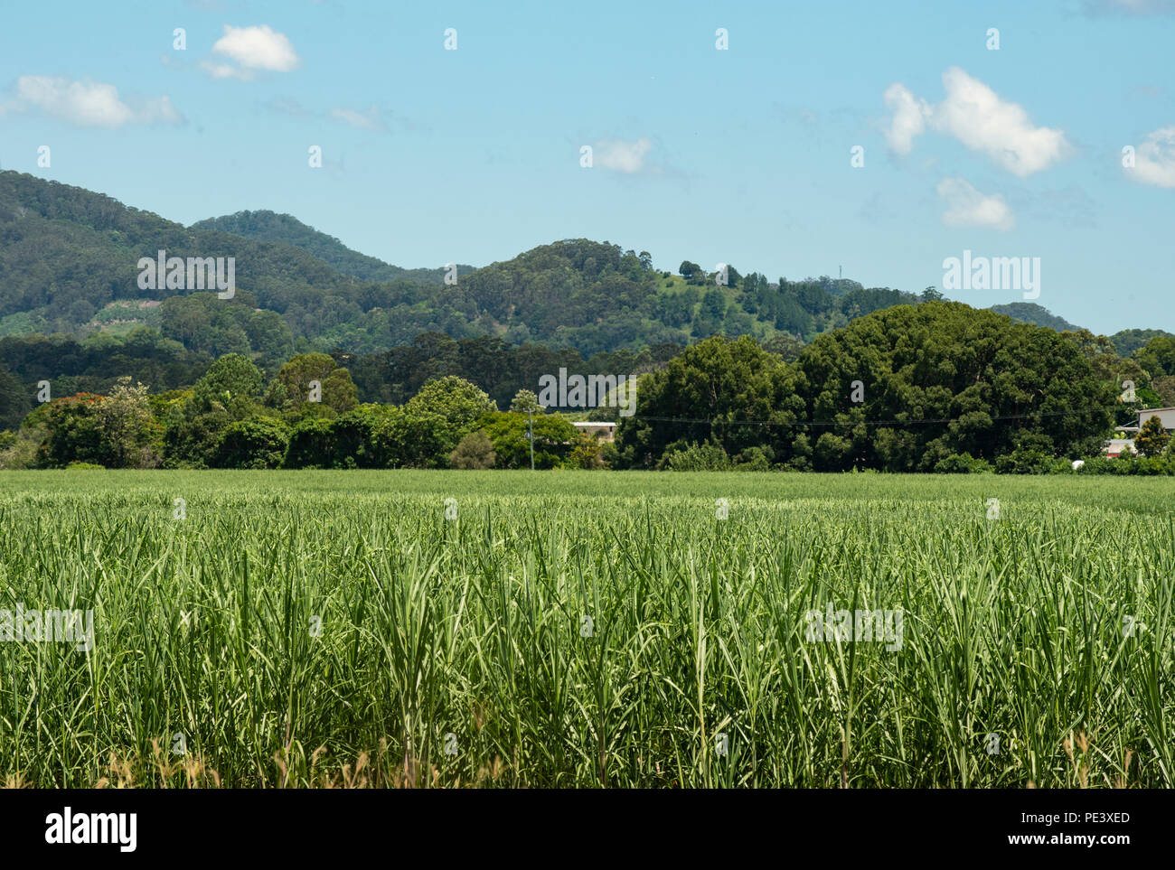 Tom cane hi-res stock photography and images - Alamy