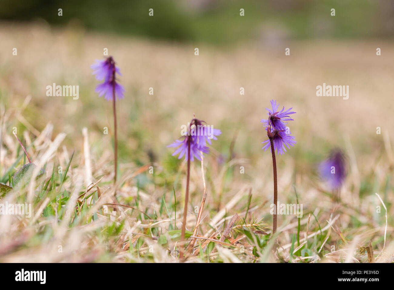 Soldanella alpina hi-res stock photography and images - Alamy