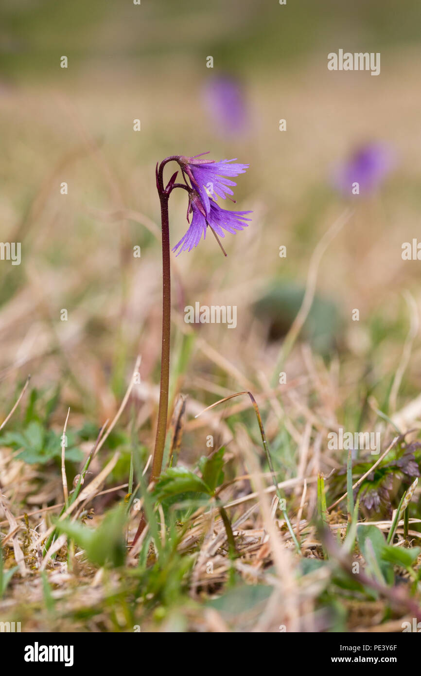 Soldanella alpina hi-res stock photography and images - Alamy