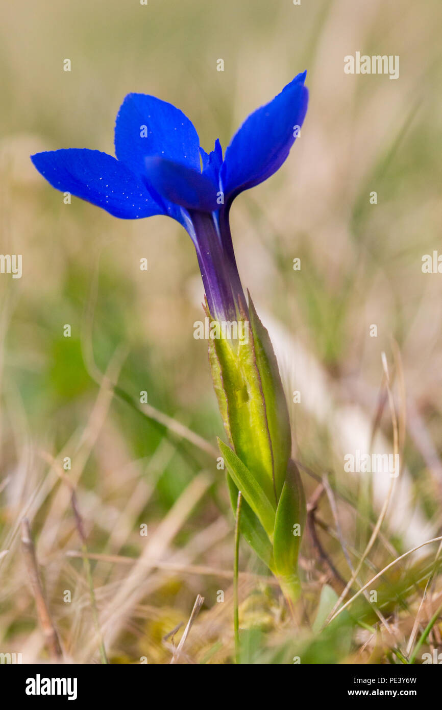 side view natural blue spring gentian (gentiana verna) blossom Stock ...
